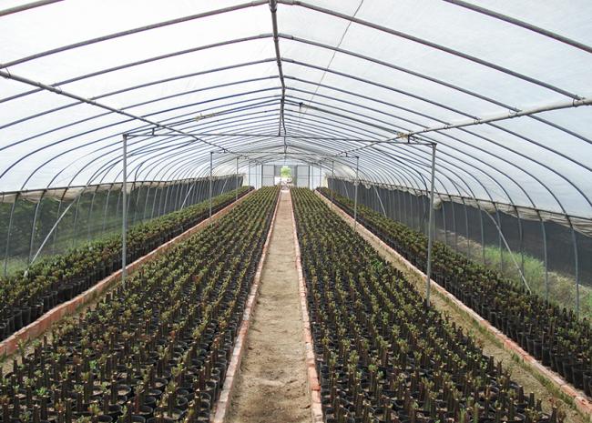 Interior view of single span greenhouse with plants
