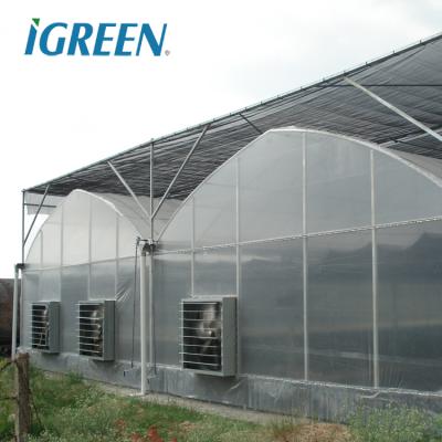 Serra multifunzionale a campata multipla con ventilazione a tetto per attrezzature agricole per la coltivazione di pomodori