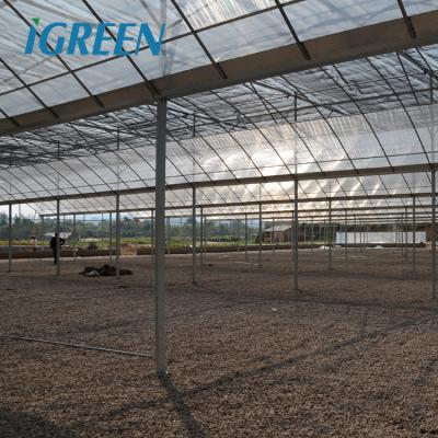 China Customized Length IGreen Greenhouse for Planting Frame No Roof Vent Multi-Span Design for sale