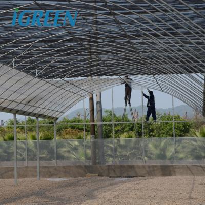 China Customized Length IGreen Greenhouse for Planting Frame No Roof Vent Multi-Span Design for sale
