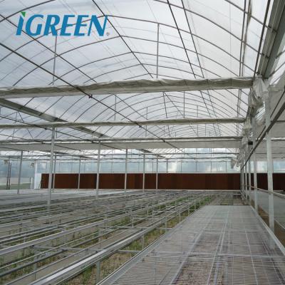 China Customized Length IGreen Greenhouse for Planting Frame No Roof Vent Multi-Span Design for sale