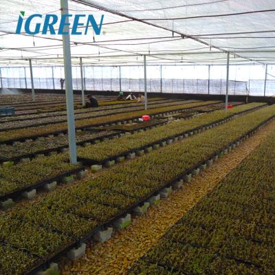 China Customized Length IGreen Greenhouse for Planting Frame No Roof Vent Multi-Span Design for sale