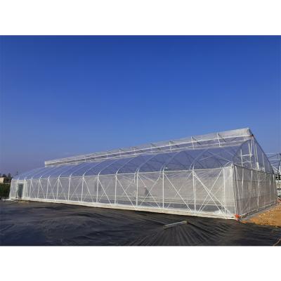 China Film Covered Greenhouse Hydroponics System Agricultural DWC Hydroponics System for sale