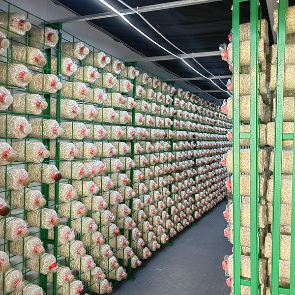 Quality Single Span Greenhouse 20ft Agricultural Greenhouse For Mushroom Cultivation for sale