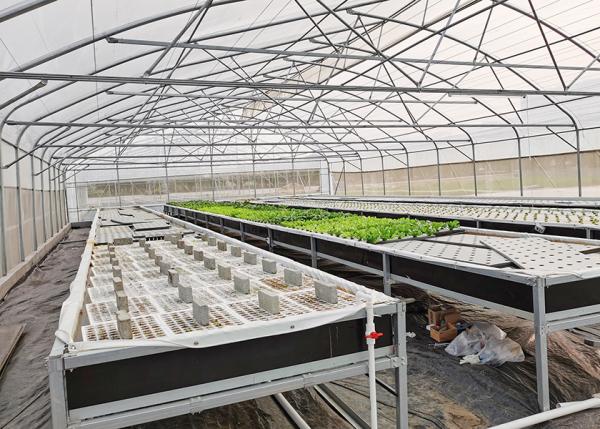 Quality DWC deep water culture Hydroponics System Vertical Hydroponic For Agriculture for sale