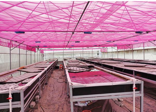 Quality DWC deep water culture Hydroponics System Vertical Hydroponic For Agriculture for sale