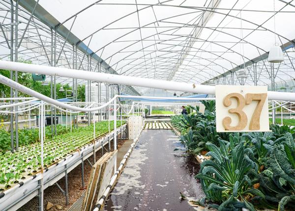 Quality DWC deep water culture Hydroponics System Vertical Hydroponic For Agriculture for sale