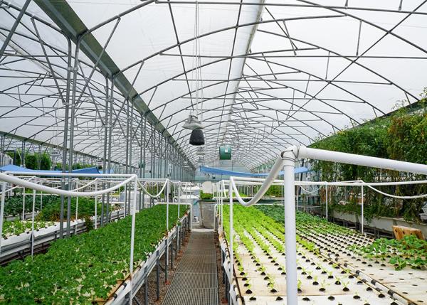 Quality DWC deep water culture Hydroponics System Vertical Hydroponic For Agriculture for sale