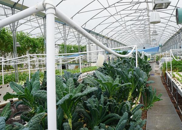 Quality DWC deep water culture Hydroponics System Vertical Hydroponic For Agriculture for sale