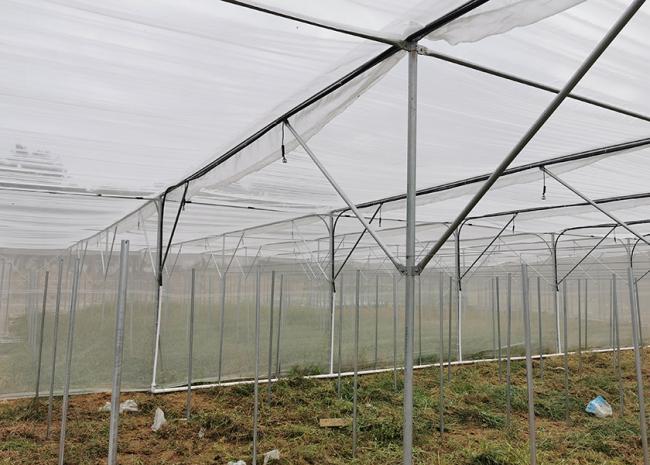 Greenhouse interior with shade net