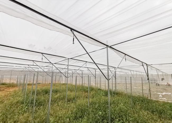 Greenhouse with multiple spans
