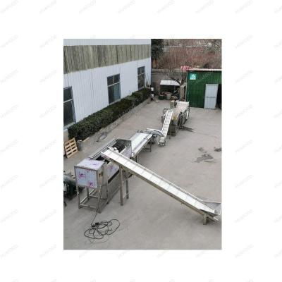 China OEM Grade 5 Fruit and Vegetable Grader Washing Machine Onion Garlic Fruit Sorter  Grader For Sale for sale