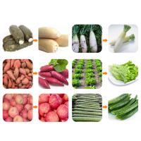 China Cleaning fruit & vegetable ozone bubble vegetable fruit washing machine for sale