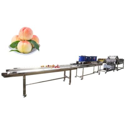 China Fruit Vegetable Washing And Drying Machine Vegetable Production Line for sale