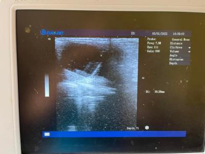 China Electric Pet Ultrasound Scanner Vet Ultrasound Scanner For Diagnosis Te koop