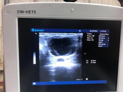 China Electric Pet Ultrasound Scanner Vet Ultrasound Scanner For Diagnosis Te koop