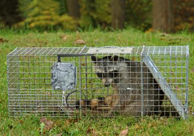 Chine KG45 TRAMP ALARM TRAIL CAMERA for Hunting enthusiasts à vendre