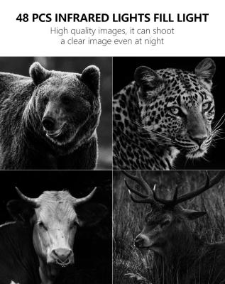 China 4g wireless hunting camera newest KW886 with antenna 24MP 1080P 0.1s trigger speed 48pcs infrared lights light build in SIM card for wildlife research for sale