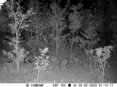 Китай Трейл камера ODM/OEM KW571 водонепроницаемая IP67 Безсветка CMOS датчик 30MP фото 1080P 0.25s скорость запуска ночного видения продается