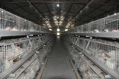 China Broiler Poultry Farm Battery Broiler Chicken Cage & Chicken Coop with Automatic Feeding Machine for Chicken House for sale