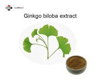 China 6% Laktone Ginkgo Biloba-Blatt-Pulver zu verkaufen