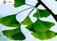 China 5,0% Feuchtigkeit alternder Ginkgo Biloba-Auszug-Haut-Antinutzen zu verkaufen