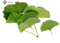 China Ginkgo Usp 32/Usp 41 Pulver Biloba-Auszug-(Gbe) zu verkaufen
