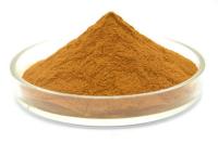 중국 항감염 에키네시아 추출물 분말 순수 천연 식물 추출물 판매용