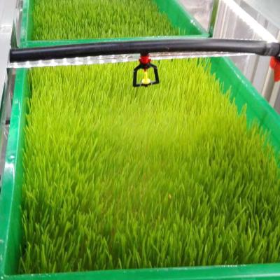 Китай Ежедневное 5T к умному Hydroponic контейнеру для перевозок 20T для растя корма продается