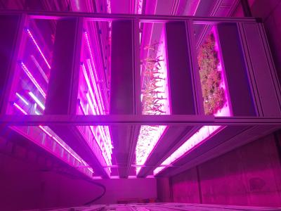 China Pro Tag wachsendes System Wasserkulturisolierung Microgreen der Versandverpackungs-120KWH zu verkaufen