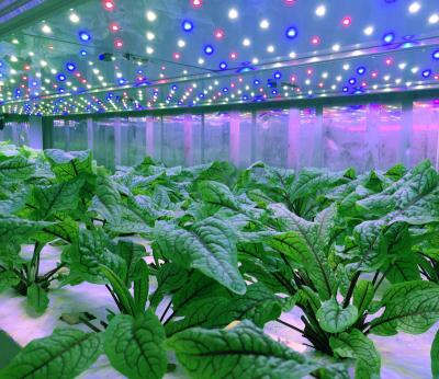 Cina Contenitore verticale di verdure su misura 200kg dell'azienda agricola 10KW a 400kg al mese in vendita