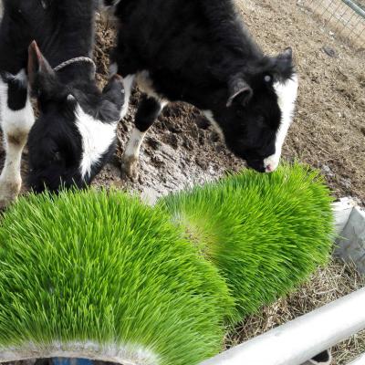 China Gras-Keimungs-Maschine 640pcs Tray Horse Fodder Container Hydroponic mit LED-Licht zu verkaufen