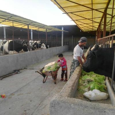 China 2.4X2X2.1M Hydroponic Fodder Sprouting de Zaadkwekermachine van het Systeem Automatische Zaad Te koop