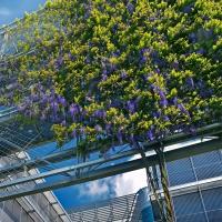 China Rustproof Green Wall Trellis System With Flexible Net Construction And Four Hanging Options for sale