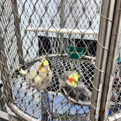 China Stainless Steel Rope Mesh for Zoo Aviaries - Virtually Invisible Protection with Extreme Weather & Corrosion Resistance and Flexible for Natural Landscapes for sale