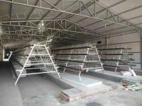 China Galvanized Structure Poultry Chicken Layer Battery Cage A Frame With Egg Collection System for sale