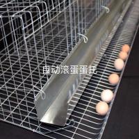 China Galvanized Structure Poultry Chicken Layer Battery Cage A Frame With Egg Collection System for sale