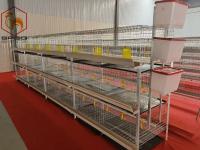 China Automatic Layer Chicken Cage System Galvanized Structure For Efficient Farming for sale