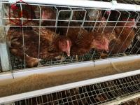 China Automatic Layer Chicken Cage System Galvanized Structure For Efficient Farming for sale