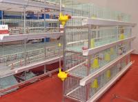 China Automatic Layer Chicken Cage System Galvanized Structure For Efficient Farming for sale