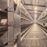 China Automatic Layer Chicken Cage System Galvanized Structure For Efficient Farming for sale