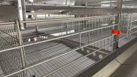 China Automatic Layer Chicken Cage System Galvanized Structure For Efficient Farming for sale