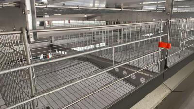 China Automatic Layer Chicken Cage System Galvanized Structure For Efficient Farming for sale