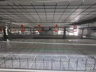 China Steel Construction Automatic Broiler Chicken Cage H Type Poultry House Equipment for sale