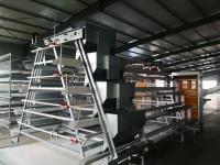 China Automatic A Type Layer Cage 3-4 Tier High Space Utilization Galvanized Structure for sale