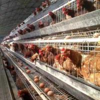 China Automatic A Type Layer Cage 3-4 Tier High Space Utilization Galvanized Structure for sale