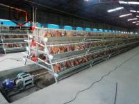 China Customizable Size A Type Layer Cage 3-8 Tiers Layer Chicken Cage Stepped Design for sale