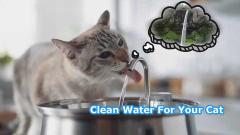 Best Stainless Steel Cat Water Fountain 4L Review