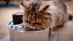 Best Stainless Steel Wireless Pet Water Fountain