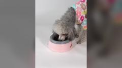 No More Wet Fur Mess Free Floating Pet Water Bowl